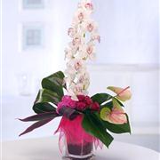 Orchid Surprise Flower Display | Rays Florist Flower Delivery