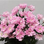Pink Double Chrysanthemum Baltica | Wholesale Flowers & Chrysanths