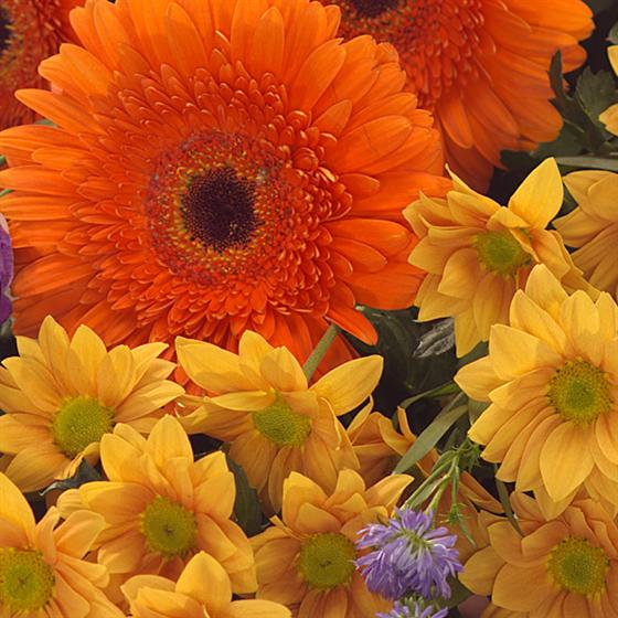 Summer Carousel | Summer Flowers | Rays Florist